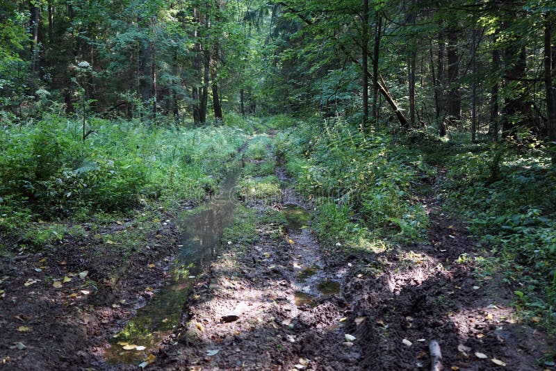Pools in the forest stock image. Image of nature, water - 121961889