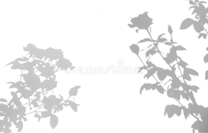 Shadows of Roses Flower and Leaf on a White Background Stock Photo ...