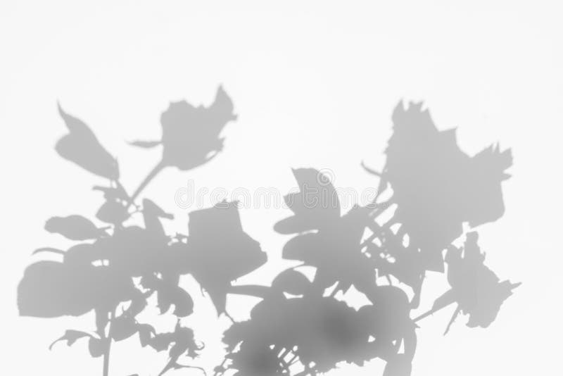 Shadows of Roses Flower and Leaf on a White Stock Photo - Image of ...