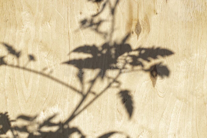 Shadows or Silhouette of Garden Plants on a Tree on a Bright Sunny Day ...