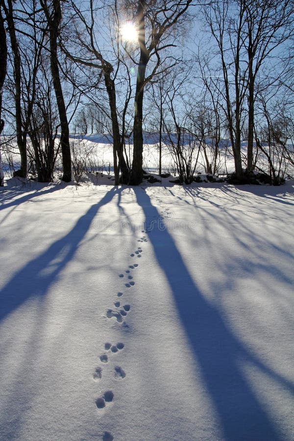 Shadows on the snow stock photo. Image of migrate, holiday - 38387634