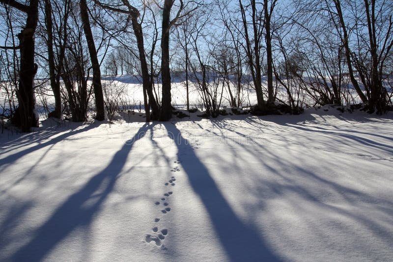 Shadows on the snow stock photo. Image of contrast, animal - 31296262