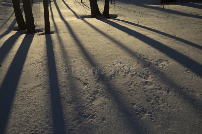 Eucalyptus Trees Snow Panoramic Landscape Stock Photos - Free & Royalty ...