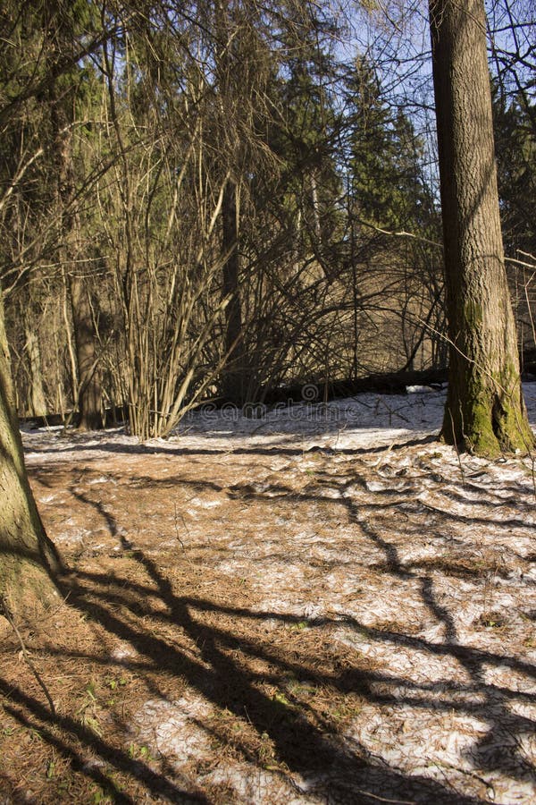 Shadows on the Snow. Shadows from the Trees. Shadows from the Bright ...