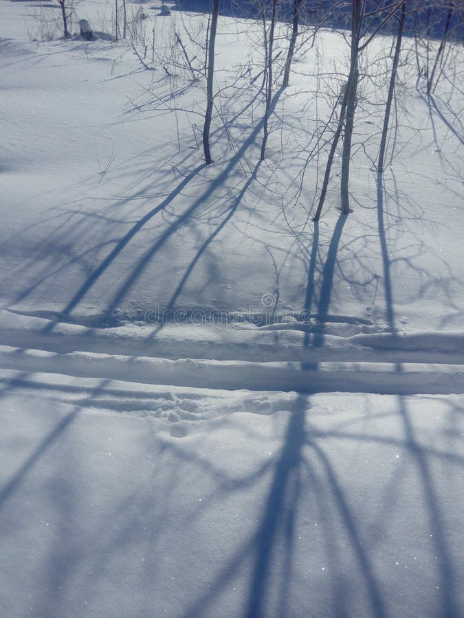Shadows on the Snow. Shadows from the Trees. Shadows from the Bright ...