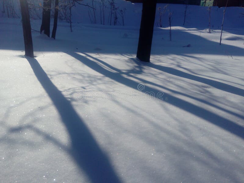 Shadows on the Snow. Shadows from the Trees. Shadows from the Bright ...
