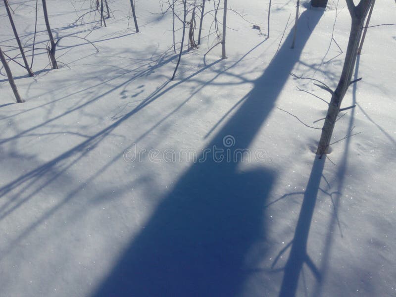 Shadows on the Snow. Shadows from the Trees. Shadows from the Bright ...