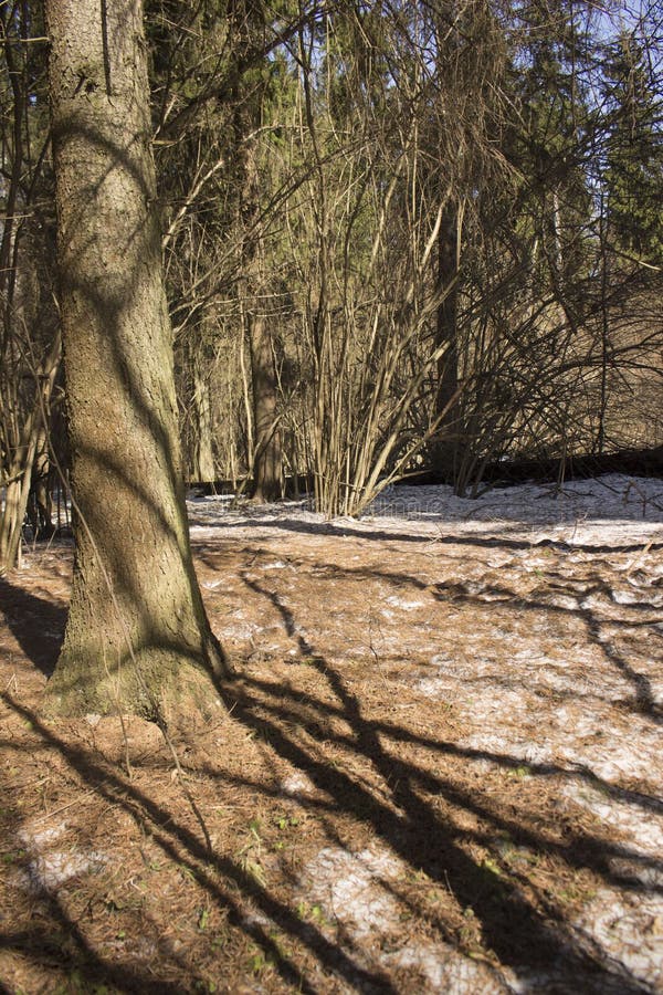 Shadows on the Snow. Shadows from the Trees. Shadows from the Bright ...
