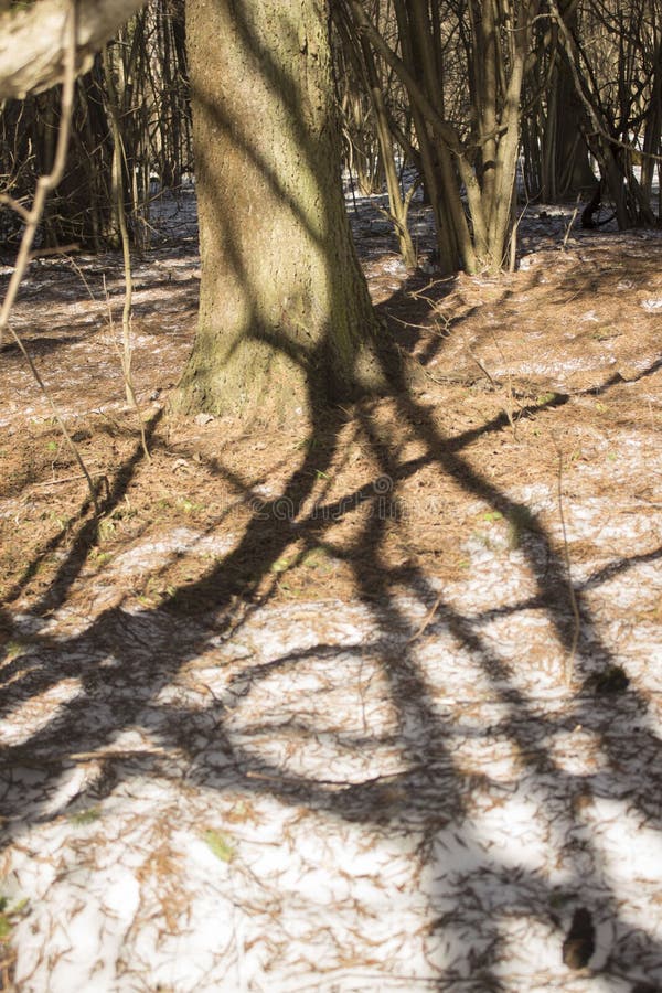 Shadows on the Snow. Shadows from the Trees. Shadows from the Bright ...