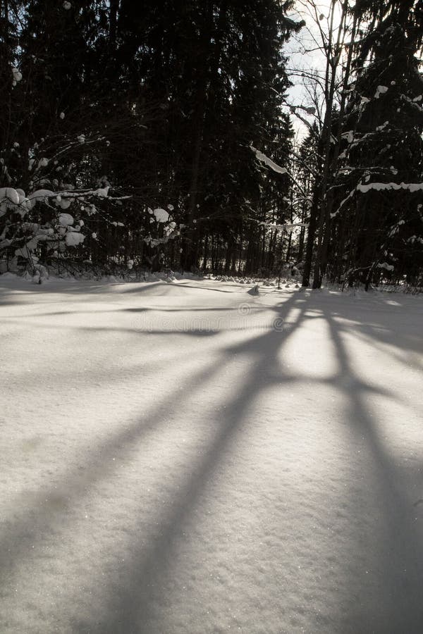Shadows on the Snow. Shadows from the Trees. Shadows from the Bright ...