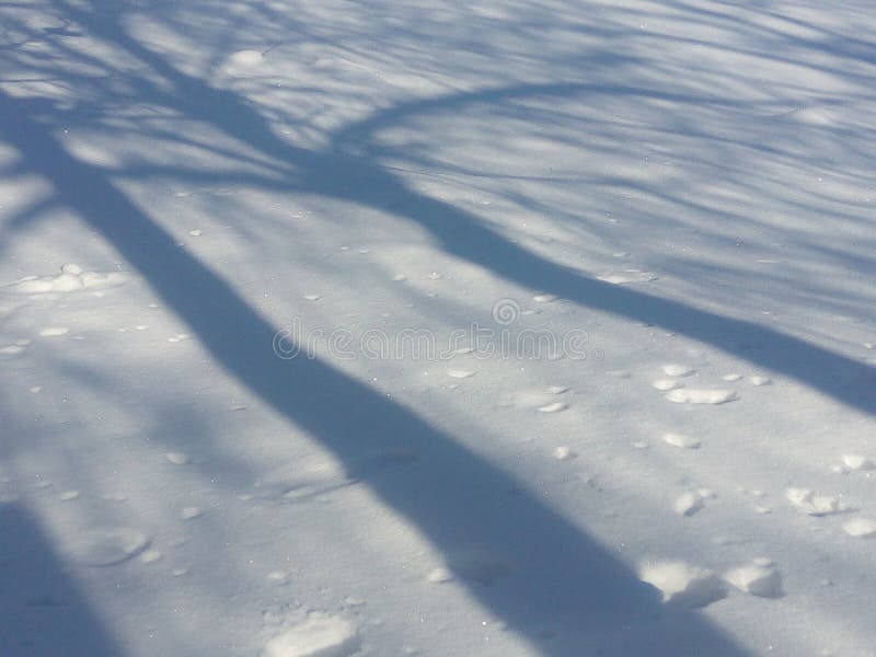 Shadows on the Snow. Shadows from the Trees. Shadows from the Bright ...