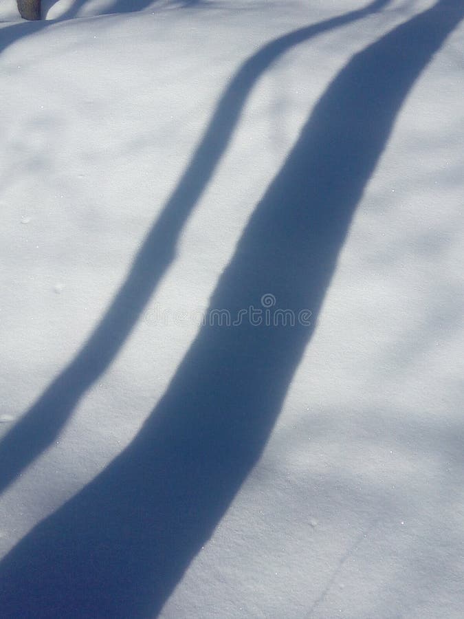 Shadows on the Snow. Shadows from the Trees. Shadows from the Bright ...