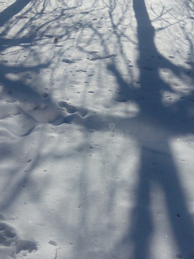 Shadows on the Snow. Shadows from the Trees. Shadows from the Bright ...