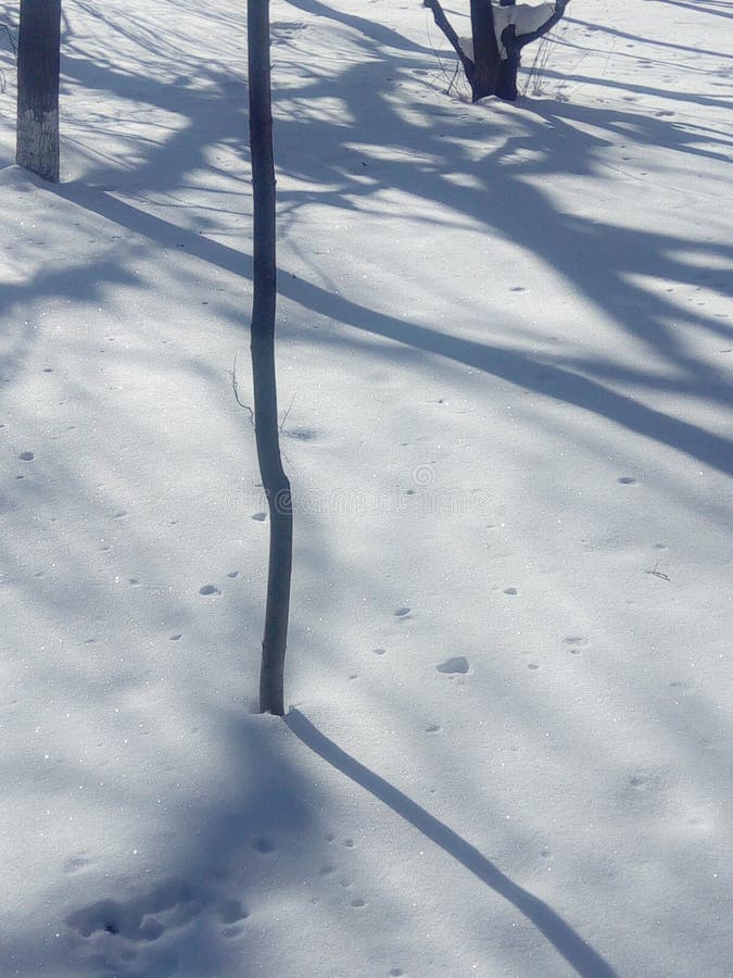 Shadows on the Snow. Shadows from the Trees. Shadows from the Bright ...