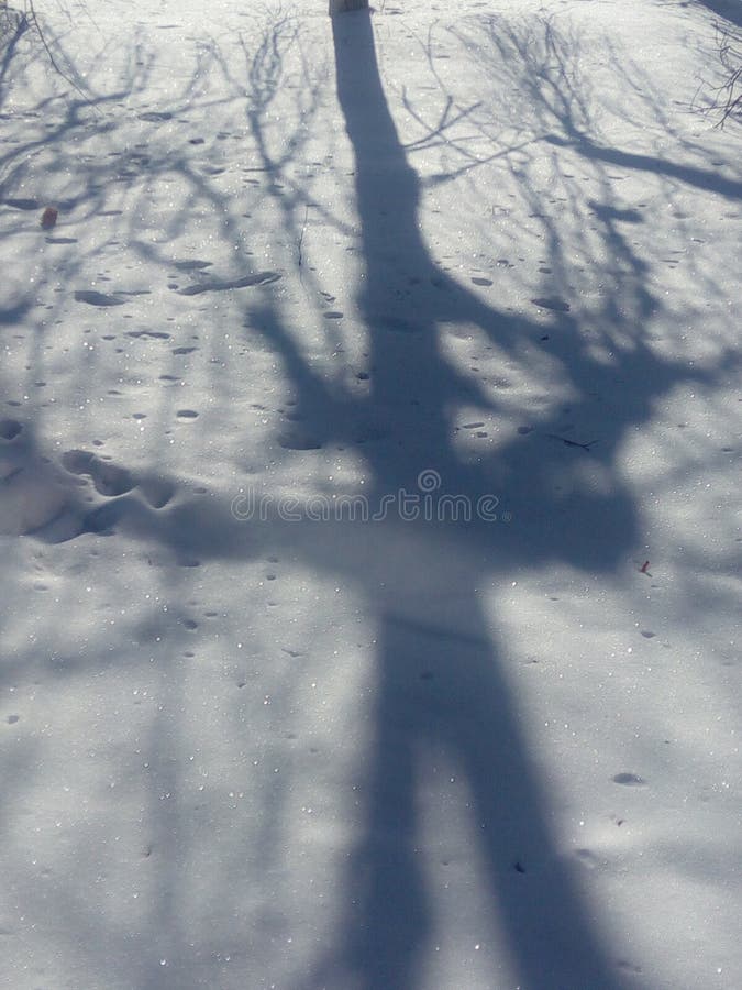 Shadows on the Snow. Shadows from the Trees. Shadows from the Bright ...