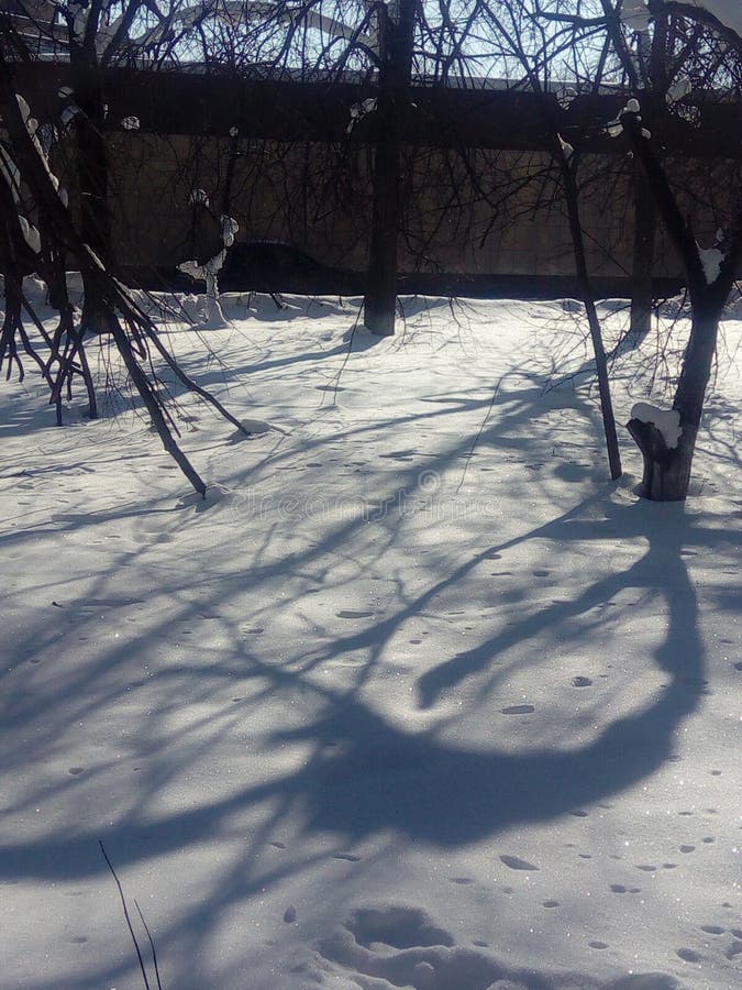 Shadows on the Snow. Shadows from the Trees. Shadows from the Bright ...
