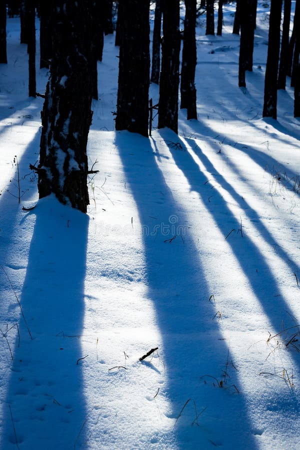 Shadows on snow stock image. Image of blue, nature, tree - 84703607