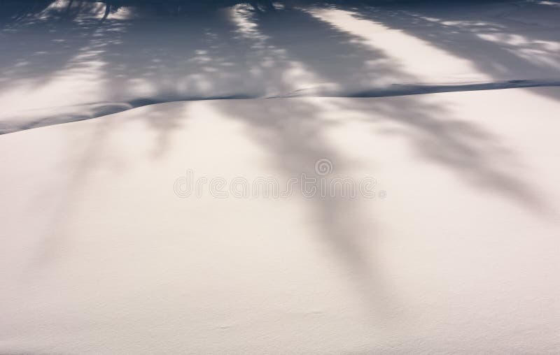 Shadows of Spruce Trees on Snow Stock Photo - Image of inspiring ...