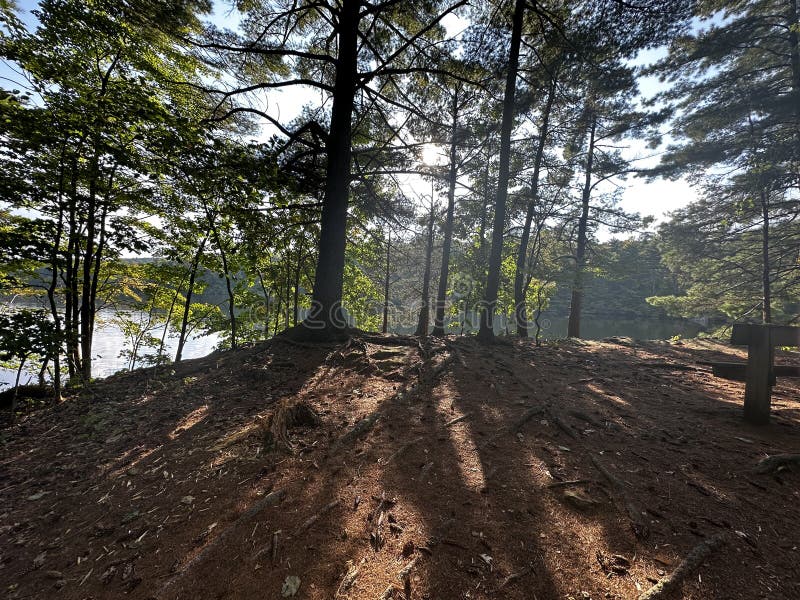 Shadows Stretching Across Forest Floor Stock Image - Image of floor ...