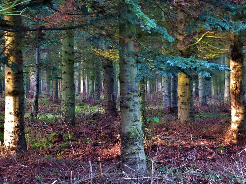 Silver Spruce Tree Trunks with the Shadows on in the Evening Sun Stock ...