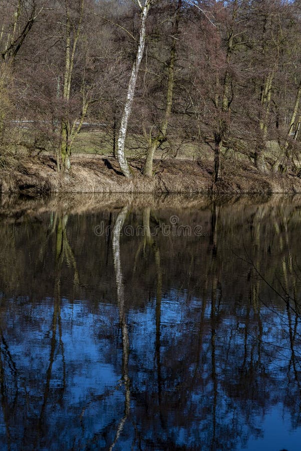 Shadows of Tall Trees on the River Bank Reflecting on the Surface Stock ...
