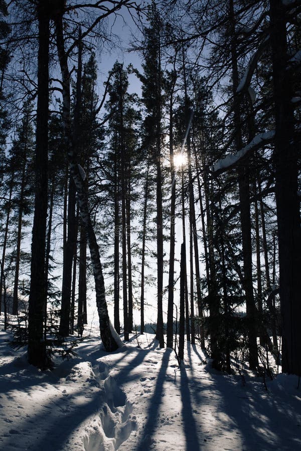 Shadows of Tall Trees in a Winter Forest Stock Photo - Image of season ...