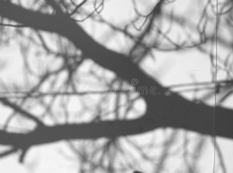 Shadows of Tree Branches Cast on a White Wall during Late Afternoon ...