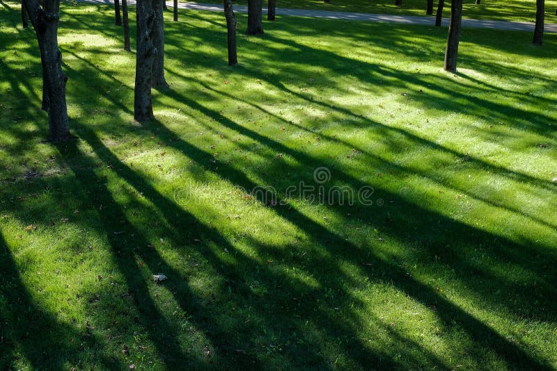 Tree shadows in a park. stock image. Image of park, garden - 48415847