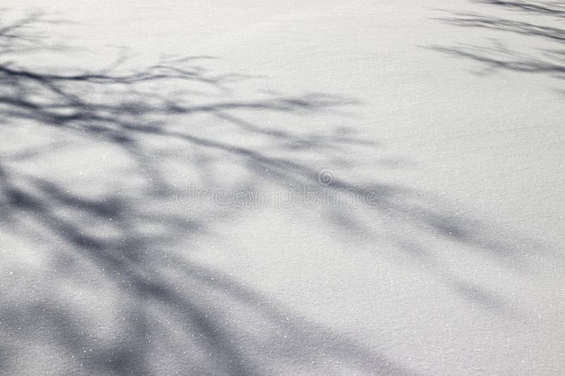 Shadows of Tree Branches on Sparkling White Snow Stock Image - Image of ...