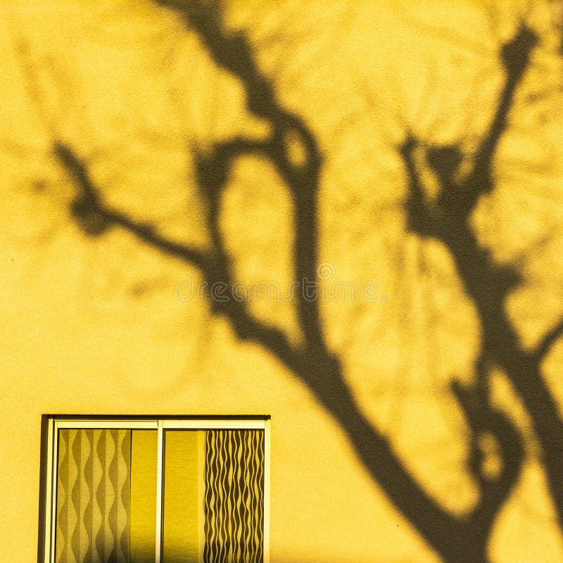 Shadows of Tree Branches on a Yellow Wall Stock Photo - Image of park ...