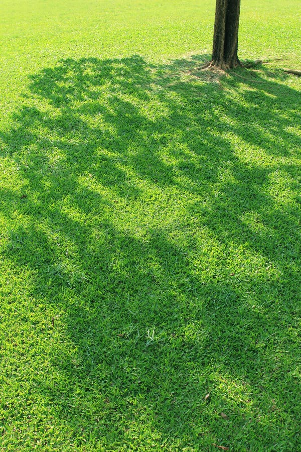 Long Shadows from Tall Trees Stock Image - Image of green, beam: 13413443