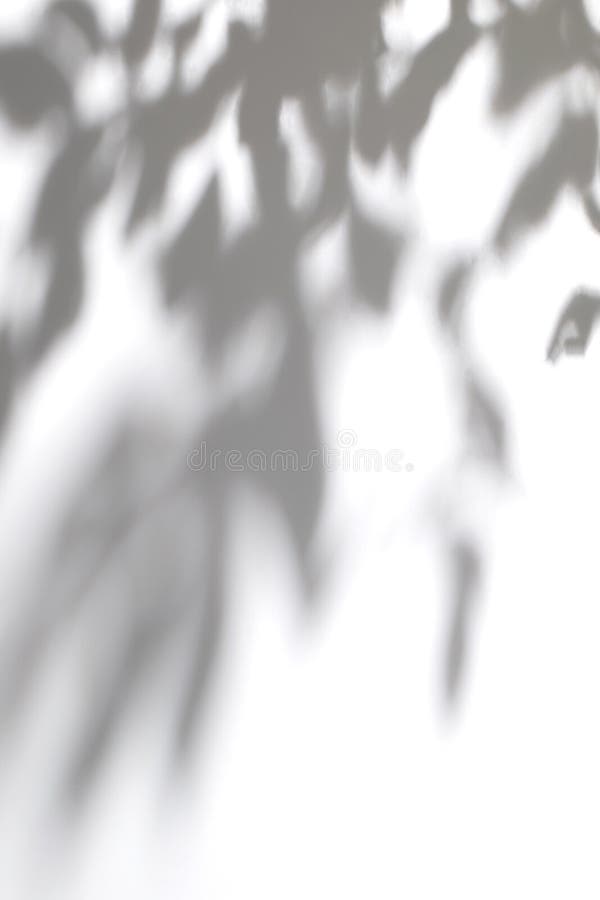 Shadows of Tree Leaves Branches on a White Wall Stock Photo - Image of ...