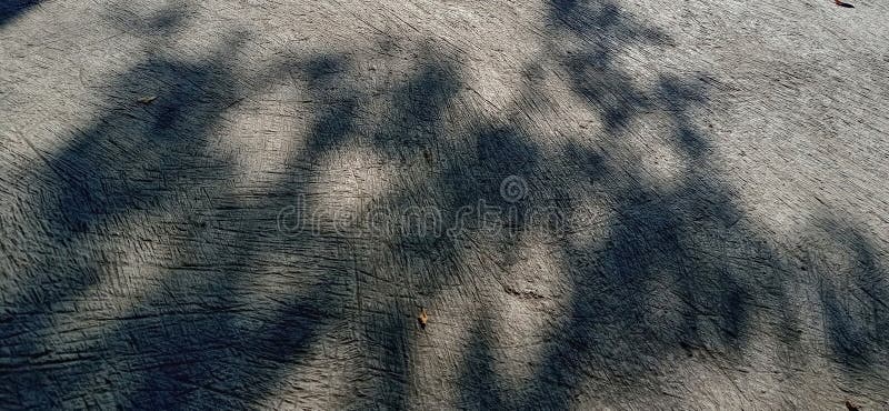 Shadows of Tree Leaves during the Day on the Cement Floor Stock Image ...