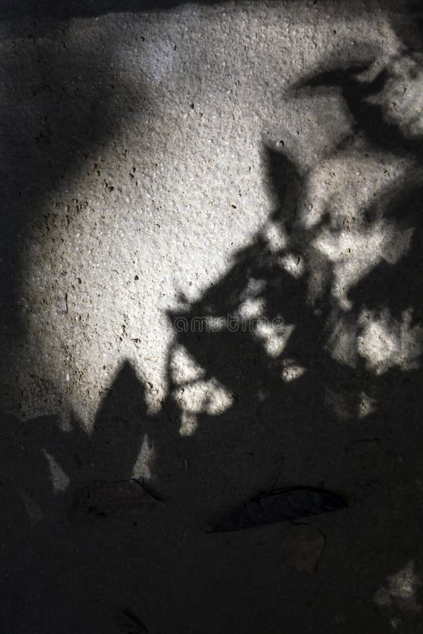 Shadows of Tree Leaves on the Ground Stock Photo - Image of ground ...