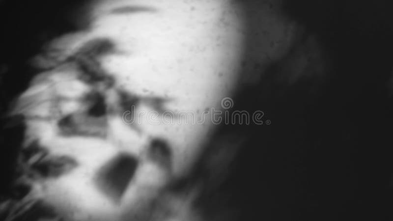 Shadows of Tree Leaves Moving in the Wind on the White Background Stock ...