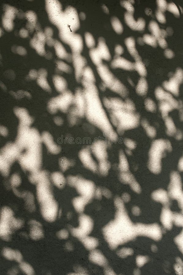 Shadows Tree Leaves on Wall Stock Photo - Image of light, decoration ...