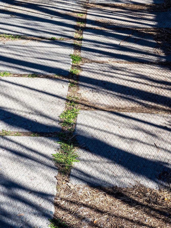 Shadows of Tree Trunks on Concrete Slab Walkway Stock Photo - Image of ...
