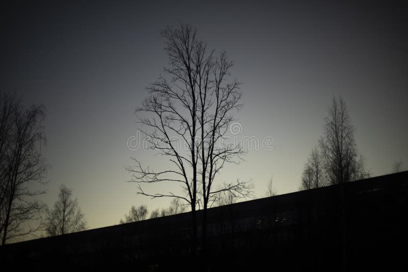 Shadows of Trees Against Sky. Silhouettes of Trees Stock Photo - Image ...
