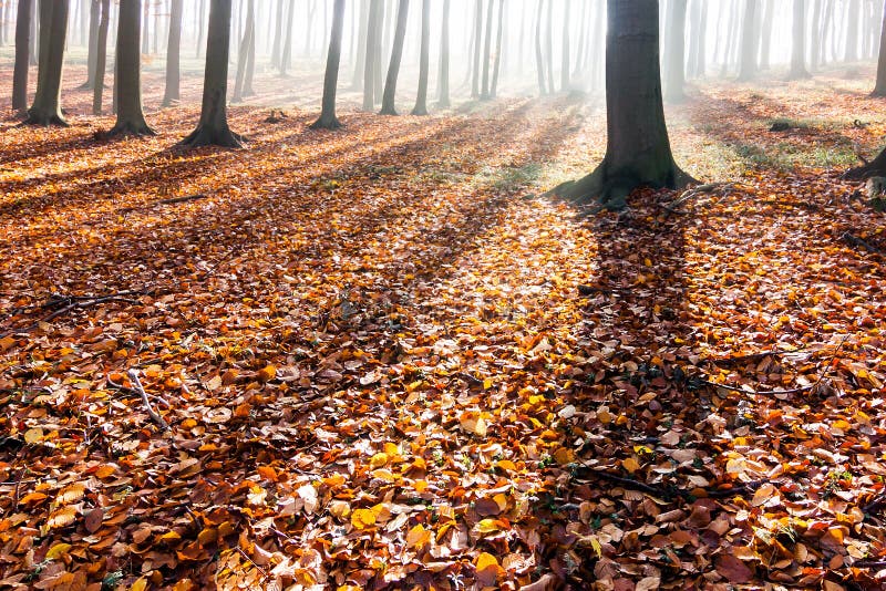 Shadows of Trees in Autumn Forest Stock Photo - Image of morning, leafy ...