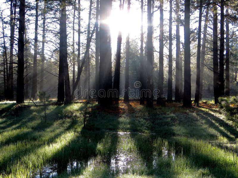 Forest Sunrise Shadows stock image. Image of leaf, nature - 99579601