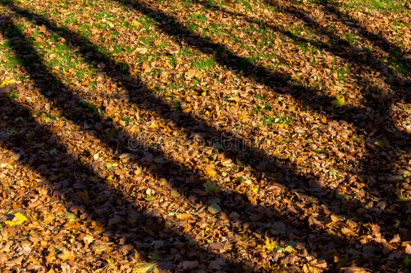 Shadows from Trees on Fallen Autumn Leaves Stock Photo - Image of ...