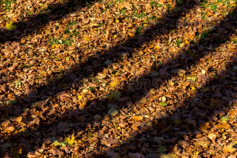 Shadows from Trees on Fallen Autumn Leaves Stock Image - Image of ...