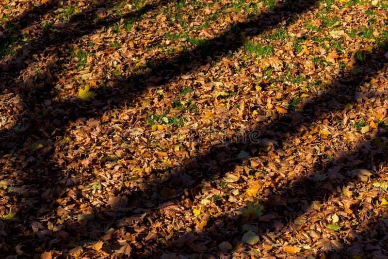 Shadows from Trees on Fallen Autumn Leaves Stock Image - Image of fall ...