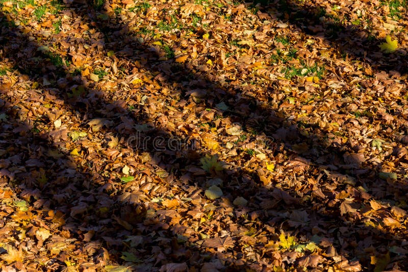 Shadows from Trees on Fallen Autumn Leaves Stock Image - Image of ...