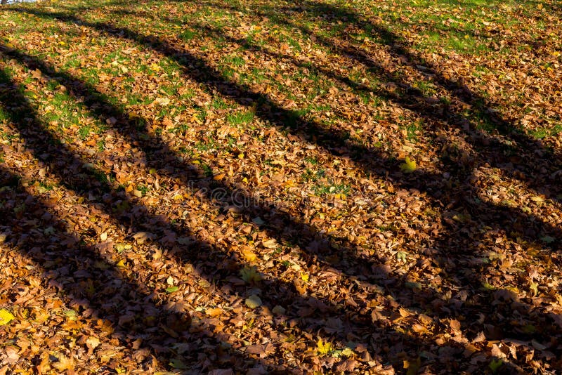 Shadows from Trees on Fallen Autumn Leaves Stock Photo - Image of ...