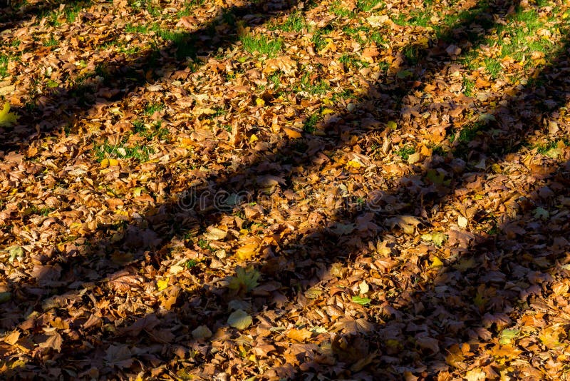 Shadows from Trees on Fallen Autumn Leaves Stock Photo - Image of ...