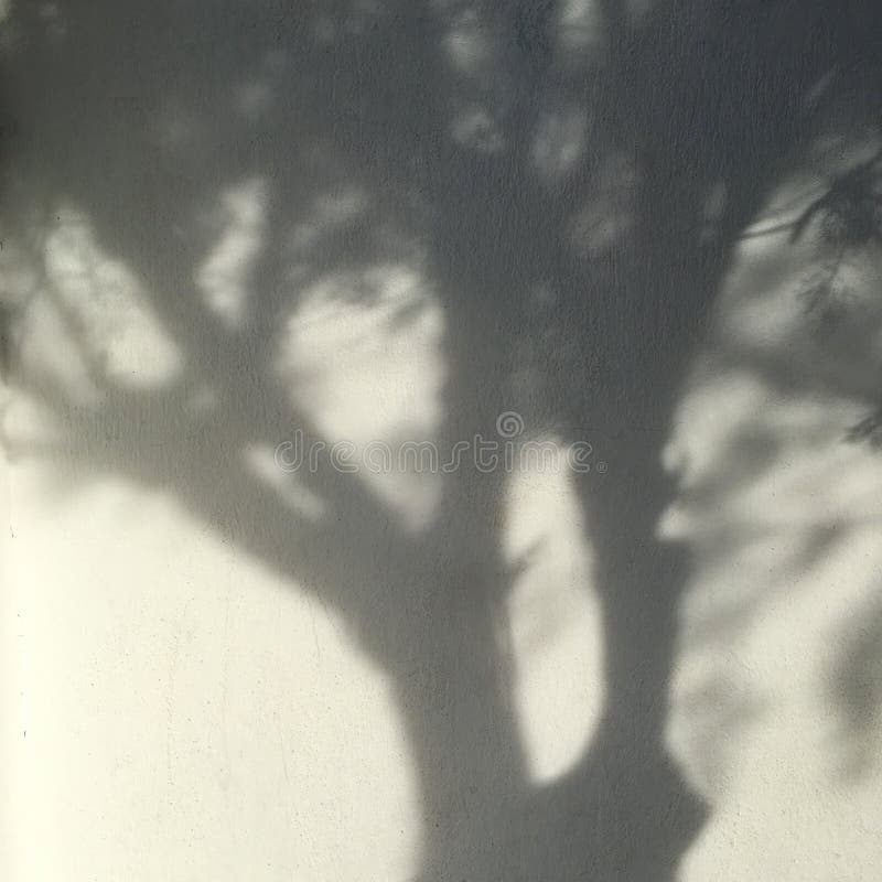 Shadows from the Trees Falling on the Wall Stock Photo - Image of ...