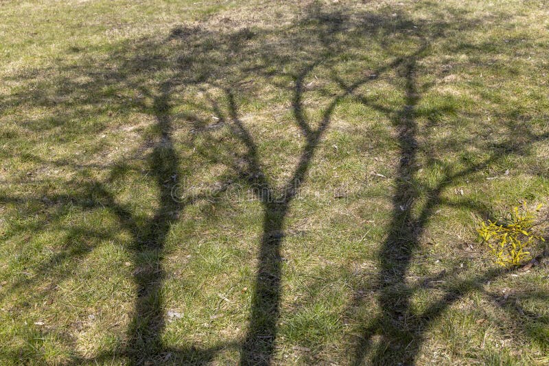 Shadows from Trees without Foliage in the Spring Season Stock Photo ...