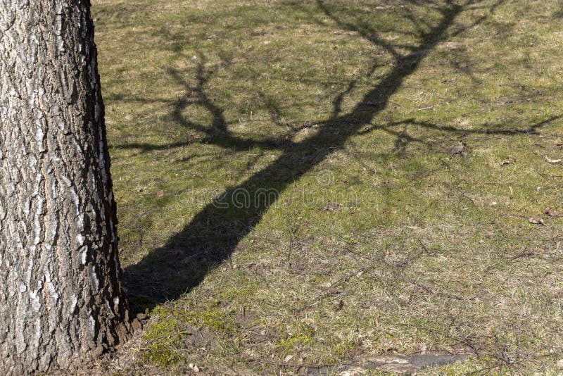 Shadows from Trees without Foliage in the Spring Season Stock Photo ...