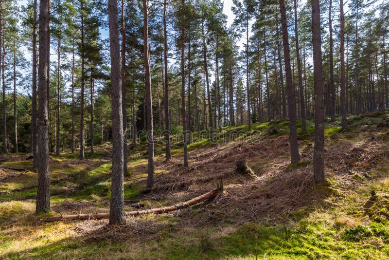 Shadows of Trees in Forest stock image. Image of still - 71767241